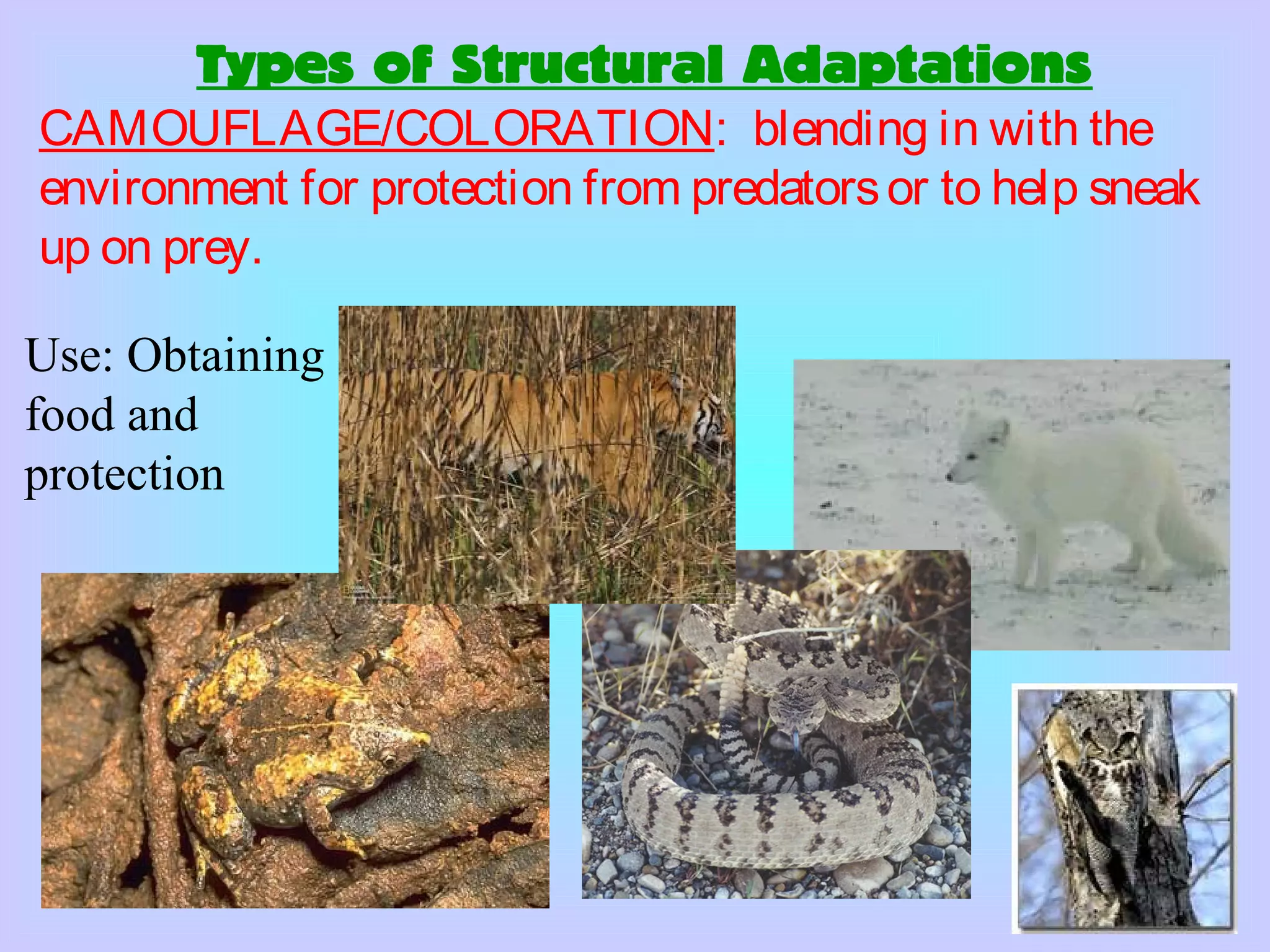 Adaptations ppt | PPT