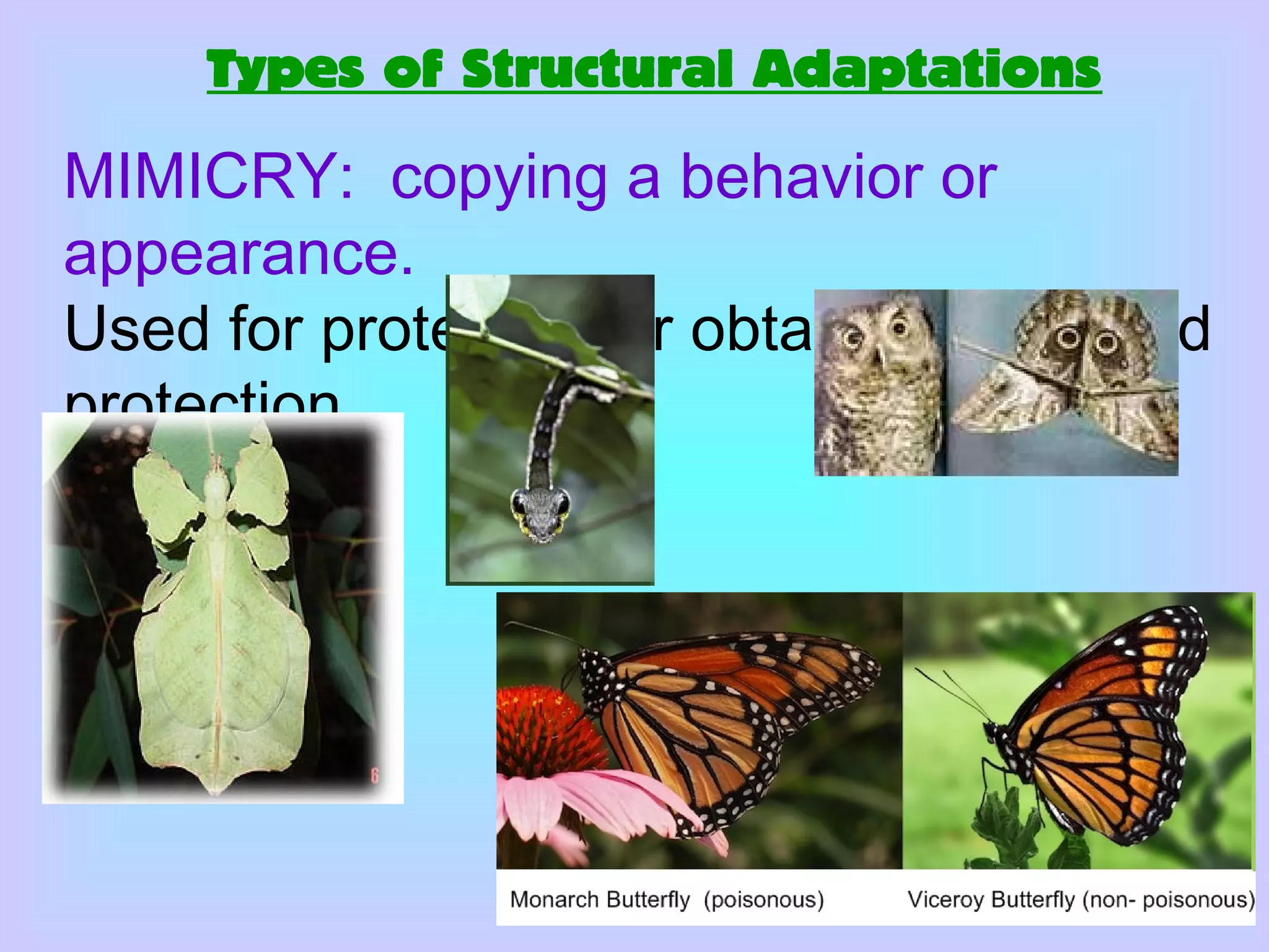 Adaptations ppt | PPT