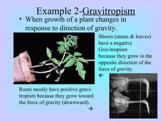 Positive And Negative Gravitropism