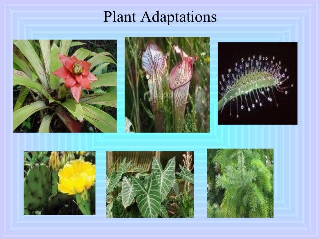 Adaptations ppt