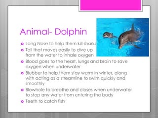 Adaptations presentation | PPTX | Zoos & Aquariums | Attractions