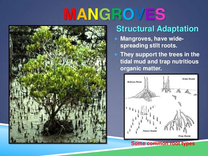 Adaptations Presentation