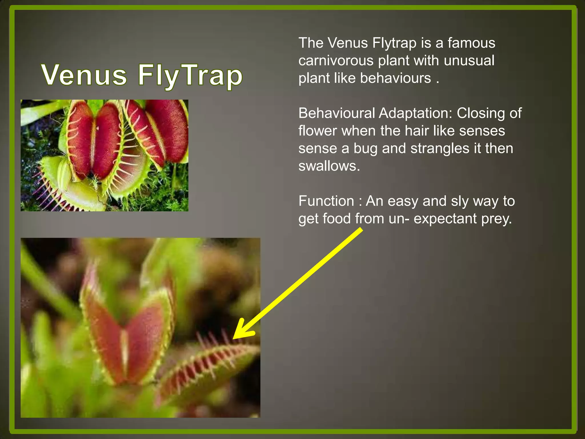 Adaptations presentations | PPTX