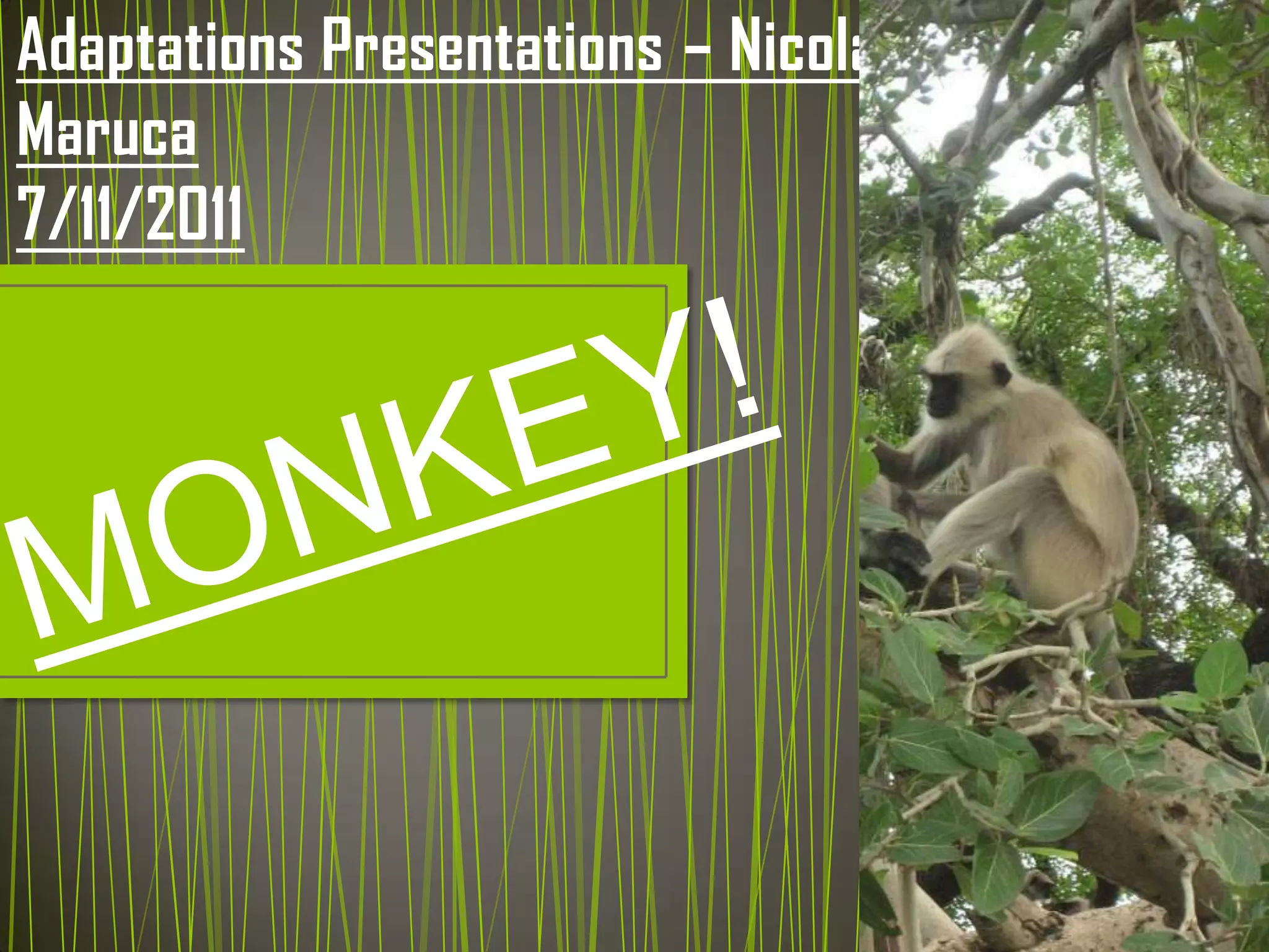 Adaptations presentations - Monkey and | PPTX