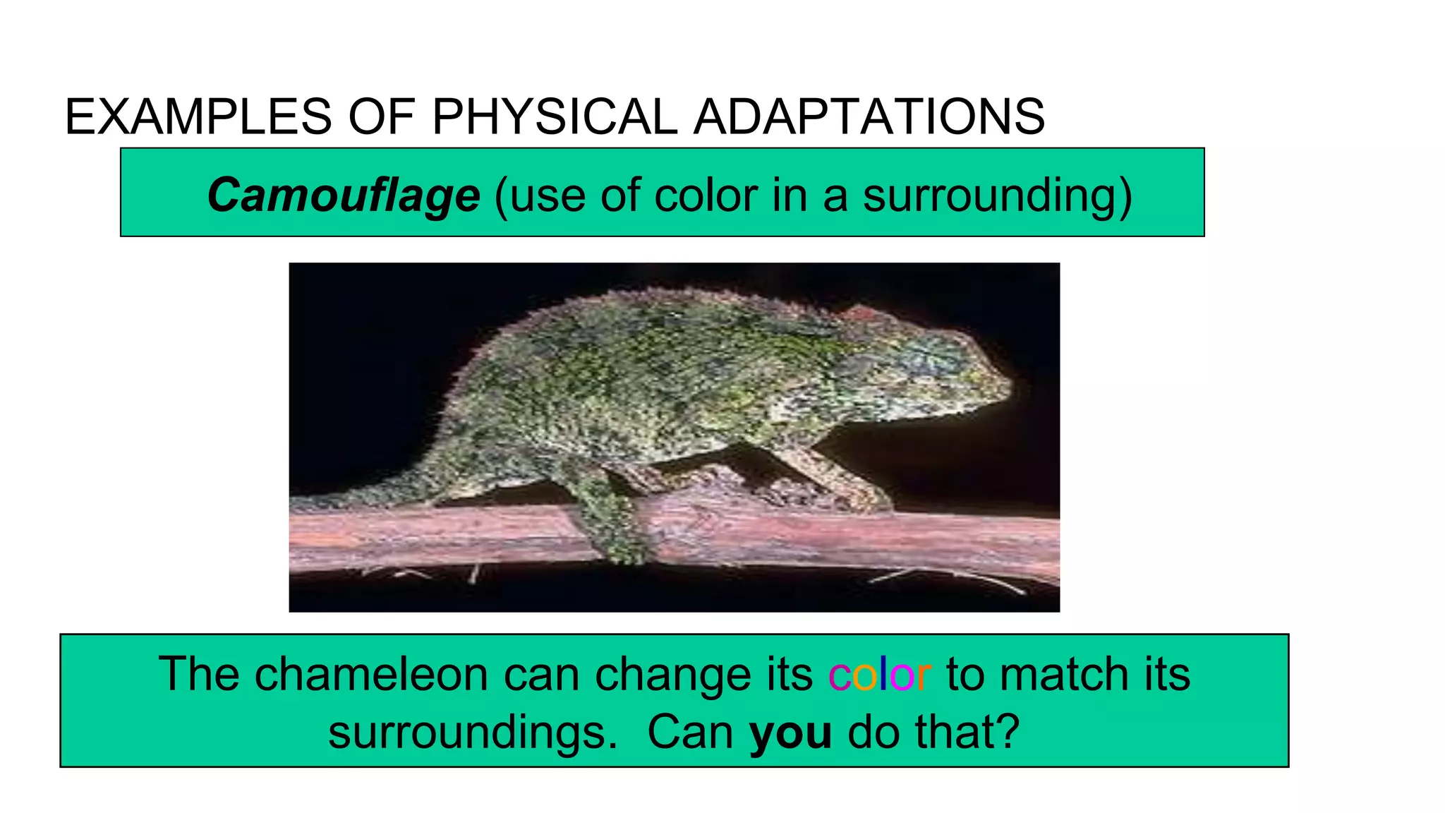ADAPTATIONS Primary 6.pptx