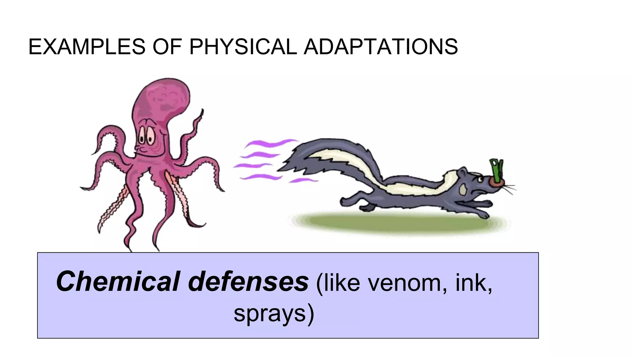 ADAPTATIONS Primary 6.pptx