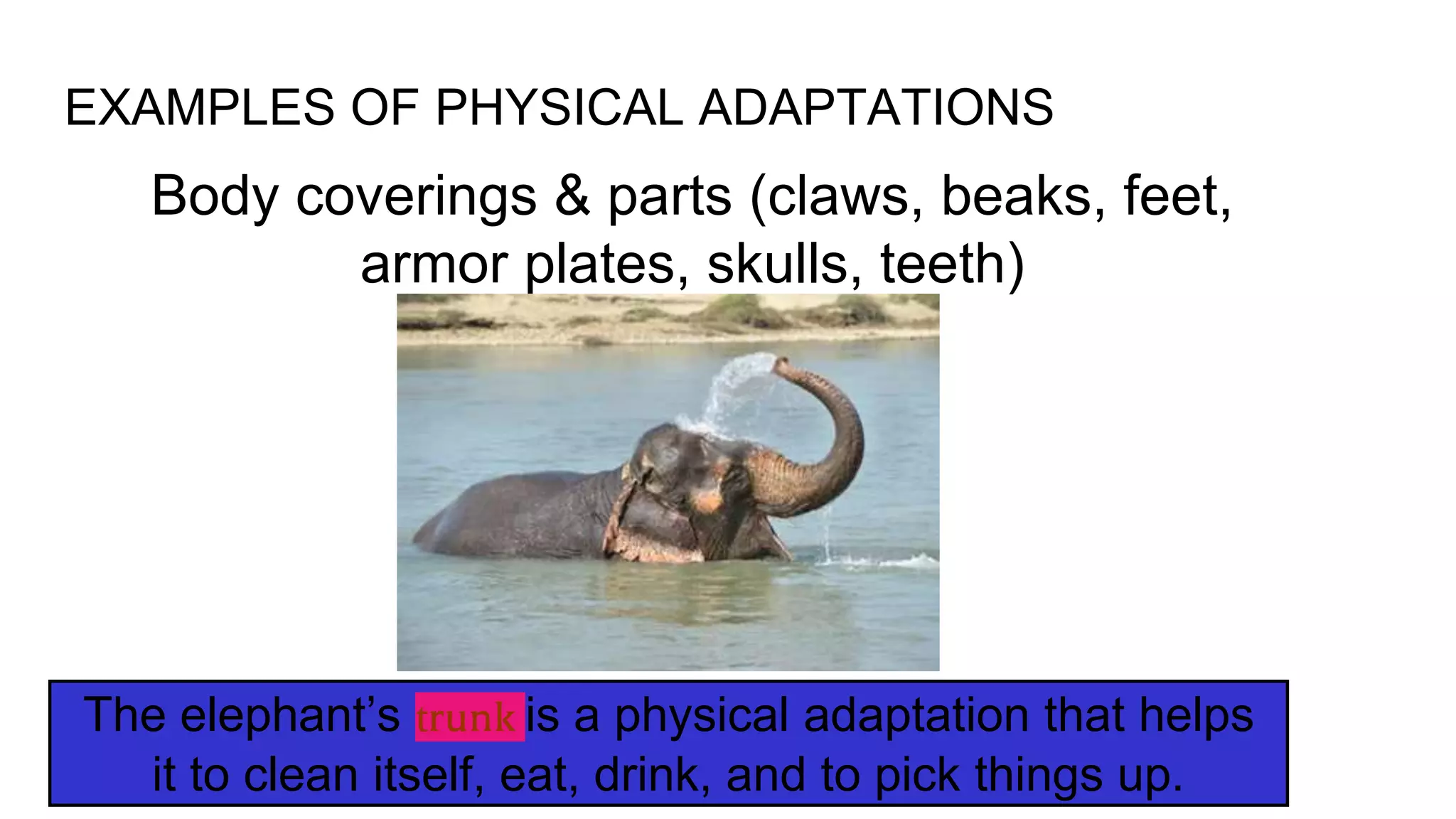 ADAPTATIONS Primary 6.pptx