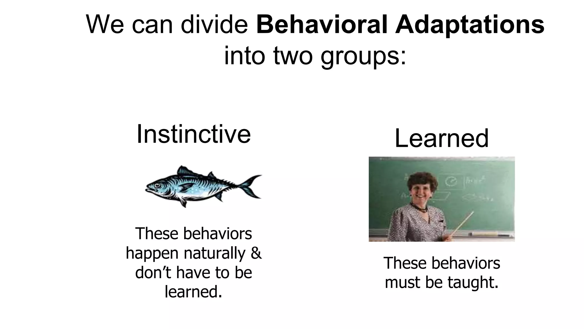 ADAPTATIONS Primary 6.pptx