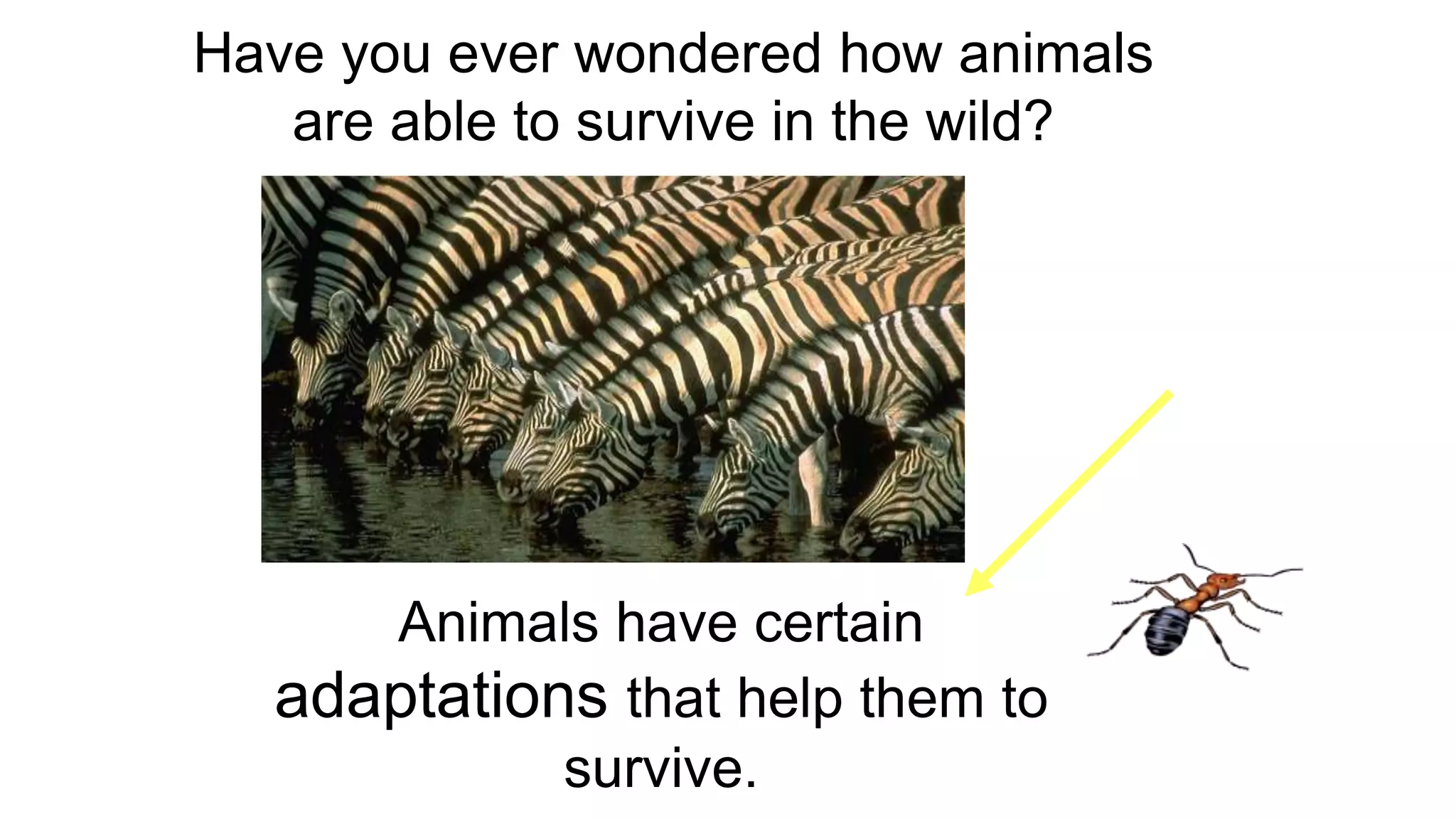 ADAPTATIONS Primary 6.pptx