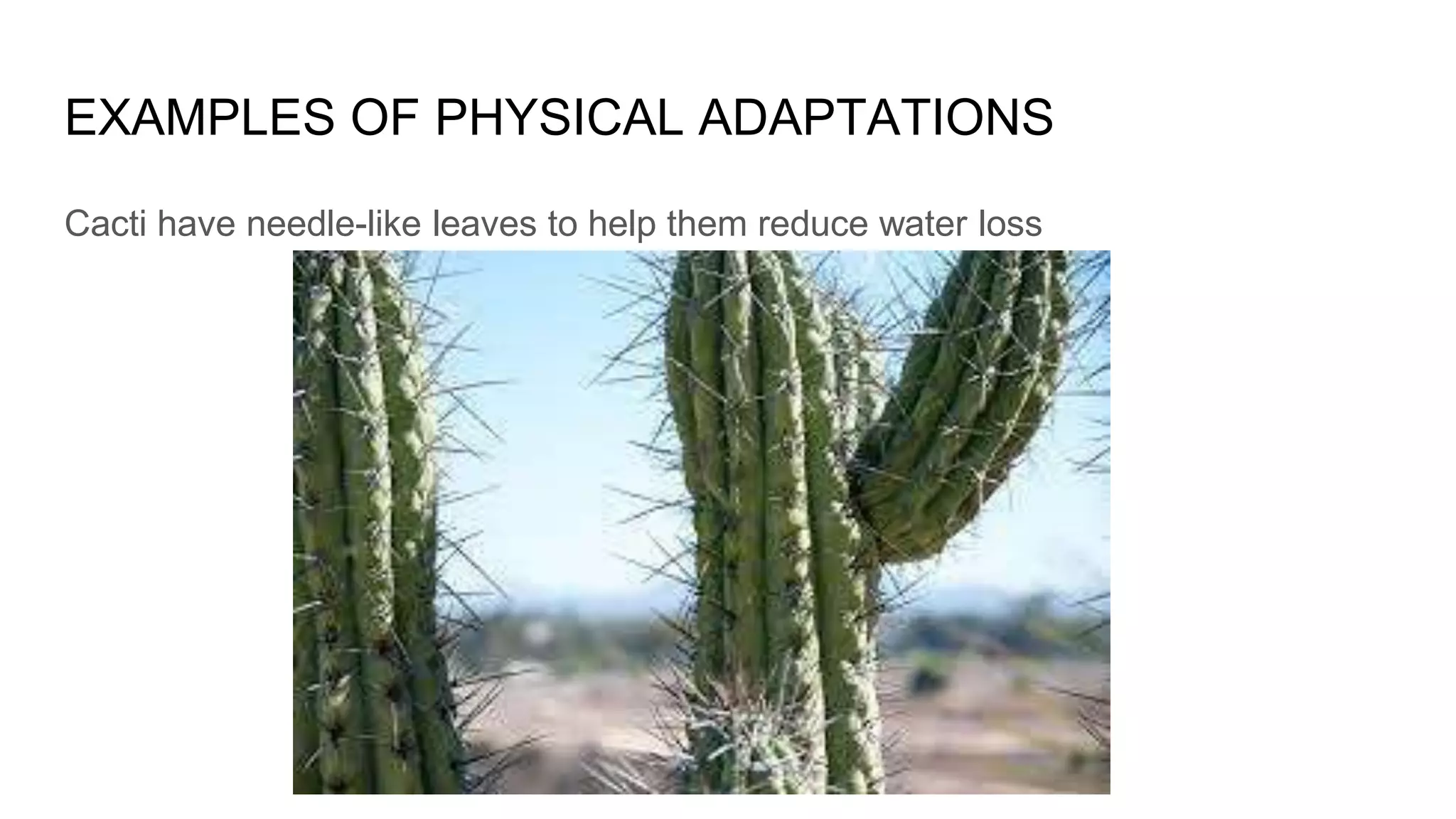 ADAPTATIONS Primary 6.pptx