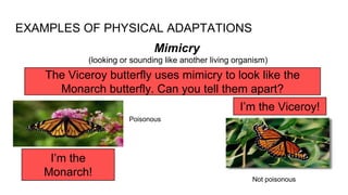 ADAPTATIONS Primary 6.pptx