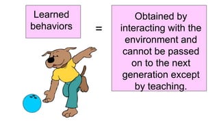 ADAPTATIONS Primary 6.pptx
