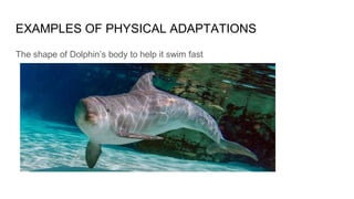 ADAPTATIONS Primary 6.pptx