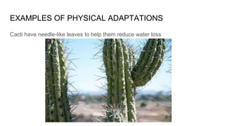 ADAPTATIONS Primary 6.pptx