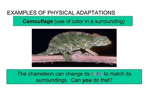 ADAPTATIONS Primary 6.pptx