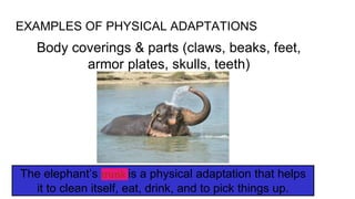 ADAPTATIONS Primary 6.pptx