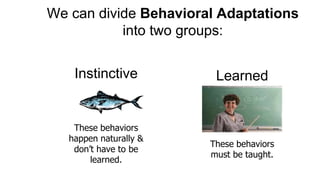 ADAPTATIONS Primary 6.pptx