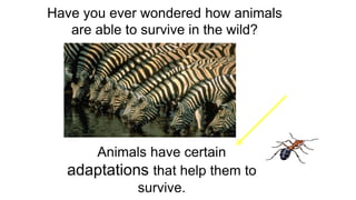 ADAPTATIONS Primary 6.pptx