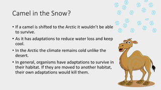 Animal and Plant Adaptations | PPTX