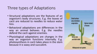 Animal and Plant Adaptations | PPT