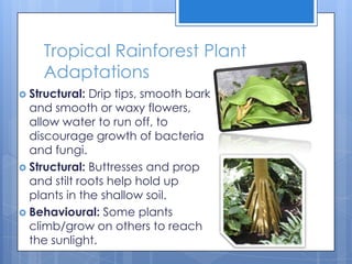 Adaptations task- Ekileti.N | PPT