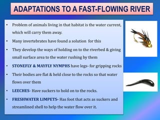 ADAPTATIONS TO A HABITAT.pptx | Fish and Aquariums | Pets