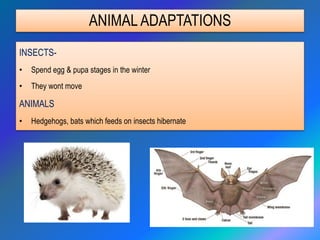 ADAPTATIONS TO A HABITAT.pptx | Fish and Aquariums | Pets