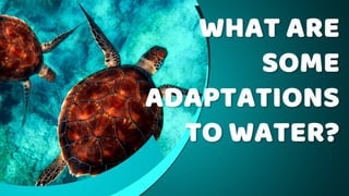 Adaptations to Water and self defense of animals | PDF | Fish and ...