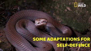 Adaptations to Water and self defense of animals | PPT