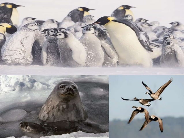 Adaptation_to_cold_climate (1).pptx