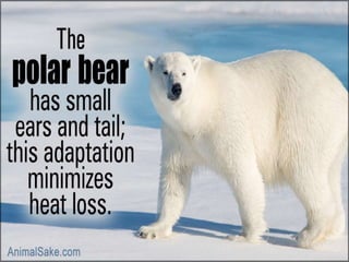 Adaptation_to_cold_climate (1).pptx