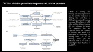 Adaptation mechanism to cold stress.pptx | Endocrine and Metabolic ...