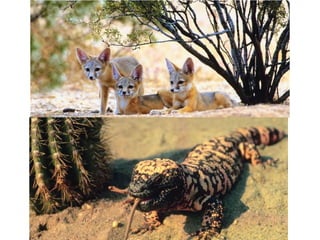 Adaptation_to_hot_climate_-_Copy.pptx