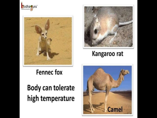 Adaptation_to_hot_climate_-_Copy.pptx