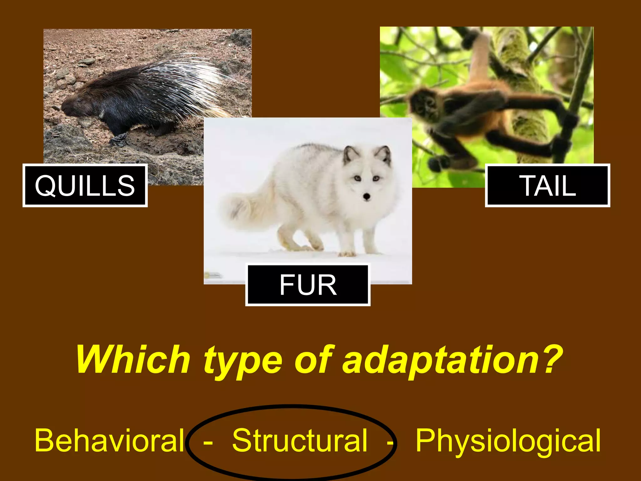 Adaptation Types Powerpoint Ppt