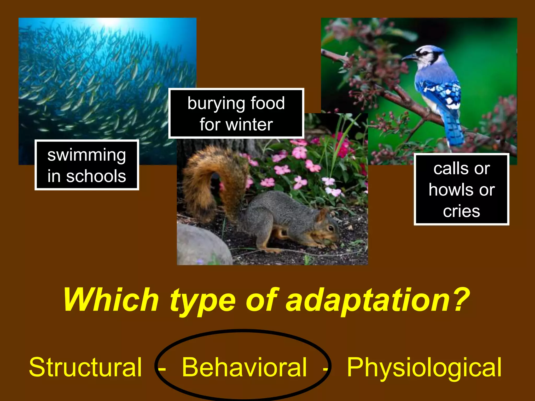 adaptation types powerpoint.ppt