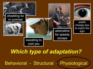 adaptation types powerpoint.ppt | Cats | Pets