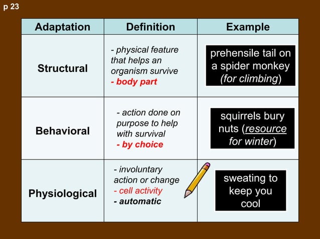 adaptation types powerpoint.ppt | Cats | Pets