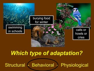 adaptation types powerpoint.ppt | Cats | Pets