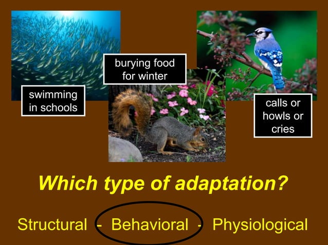 adaptation types powerpoint.ppt | Cats | Pets