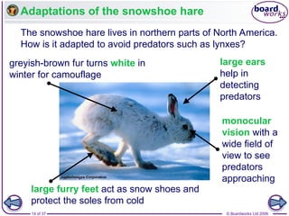 adaptation_v2.1.ppt adaptation methods in animals | PPT
