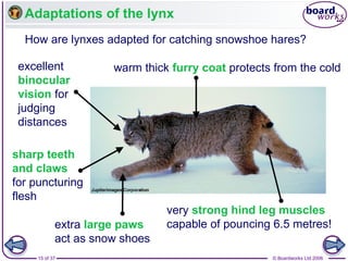 adaptation_v2.1.ppt adaptation methods in animals | PPT