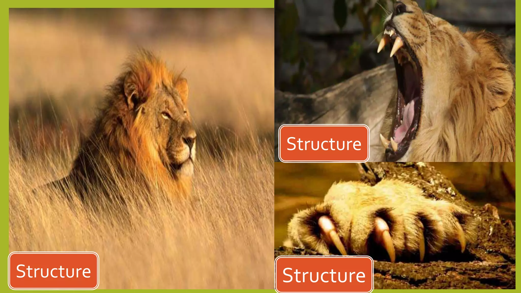 Adaptation structure behavior grade 3 | PPTX