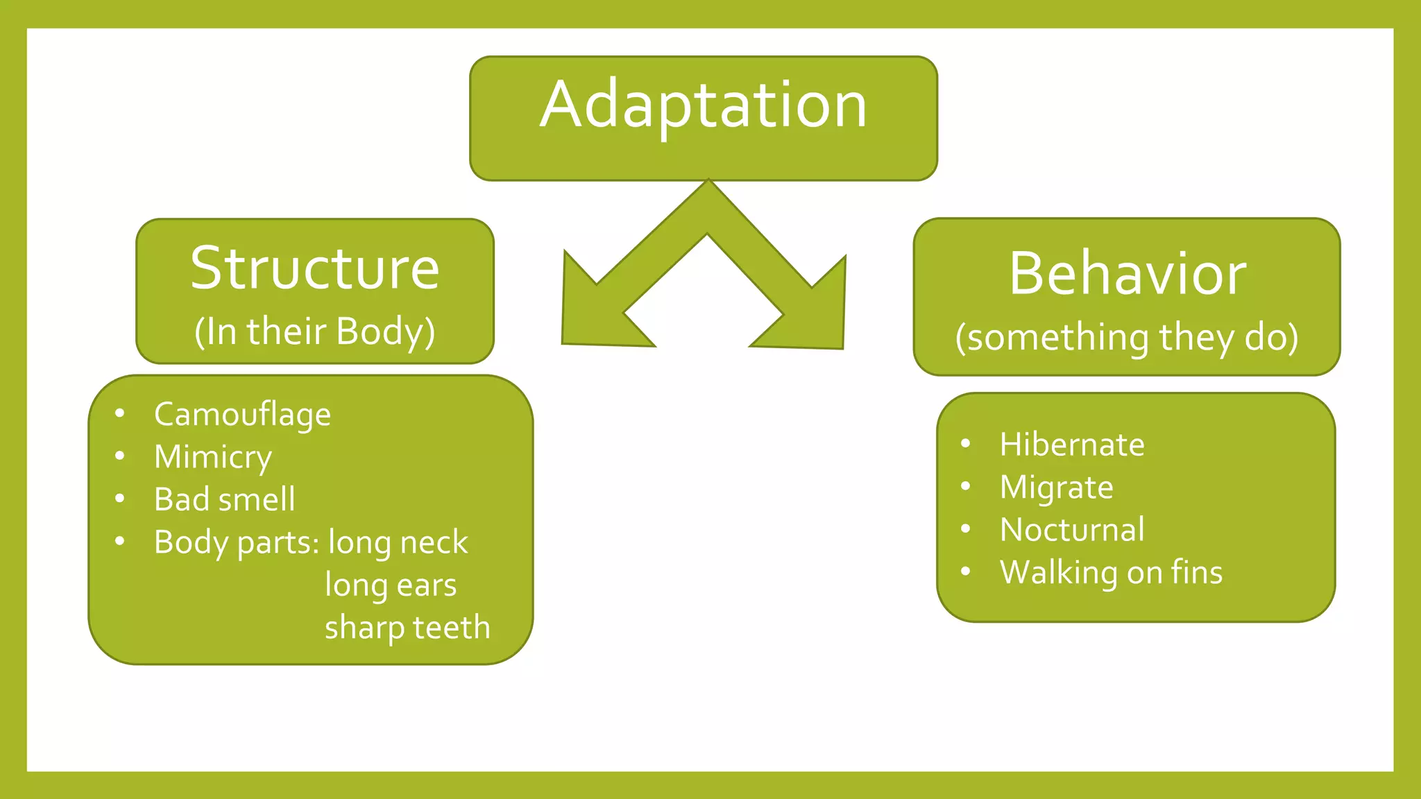 Adaptation structure behavior grade 3 | PPTX