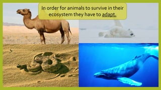 Adaptation structure behavior grade 3 | PPTX