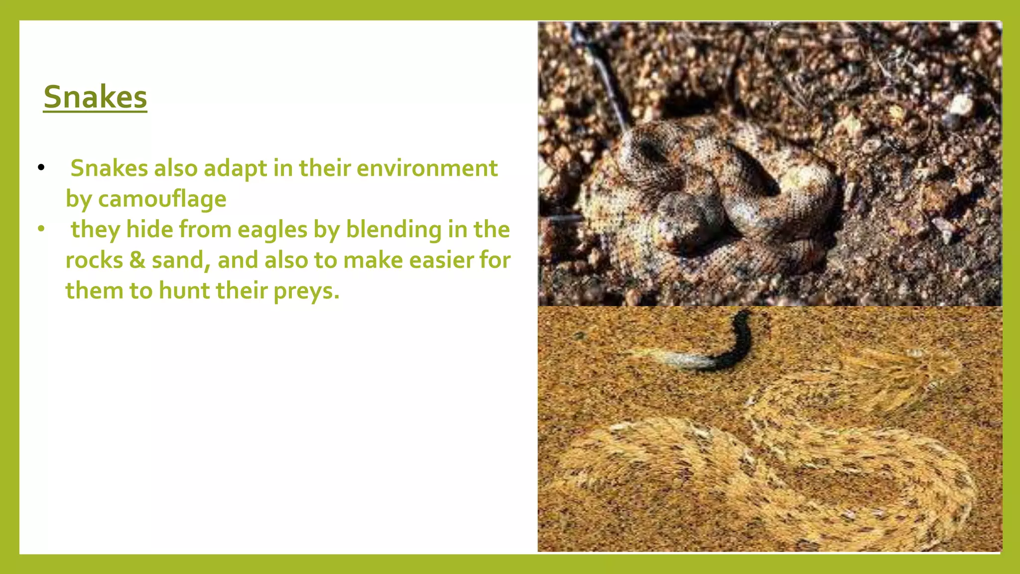 Adaptations FINAL G3 | PPTX