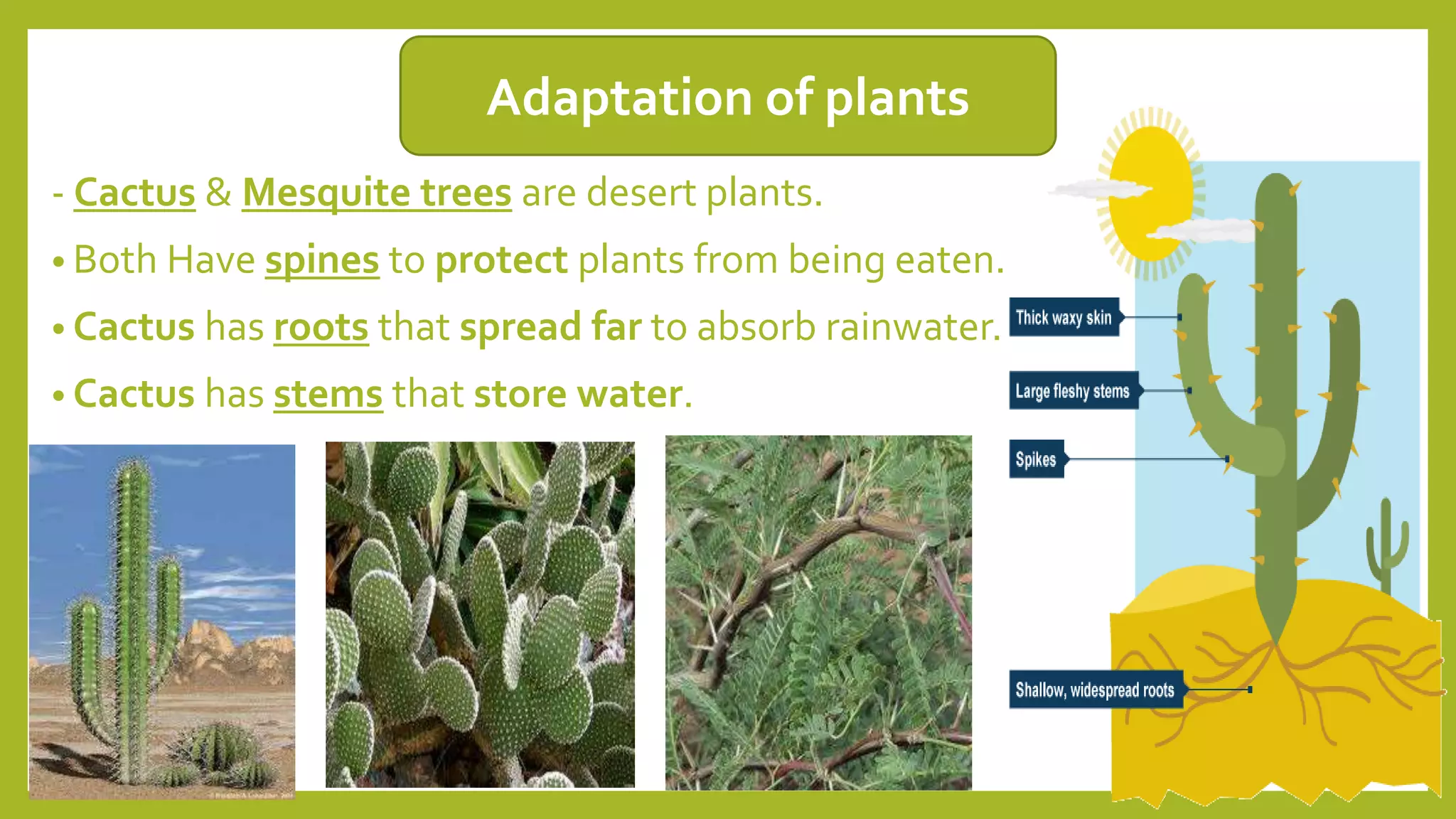 Adaptations FINAL G3 | PPTX