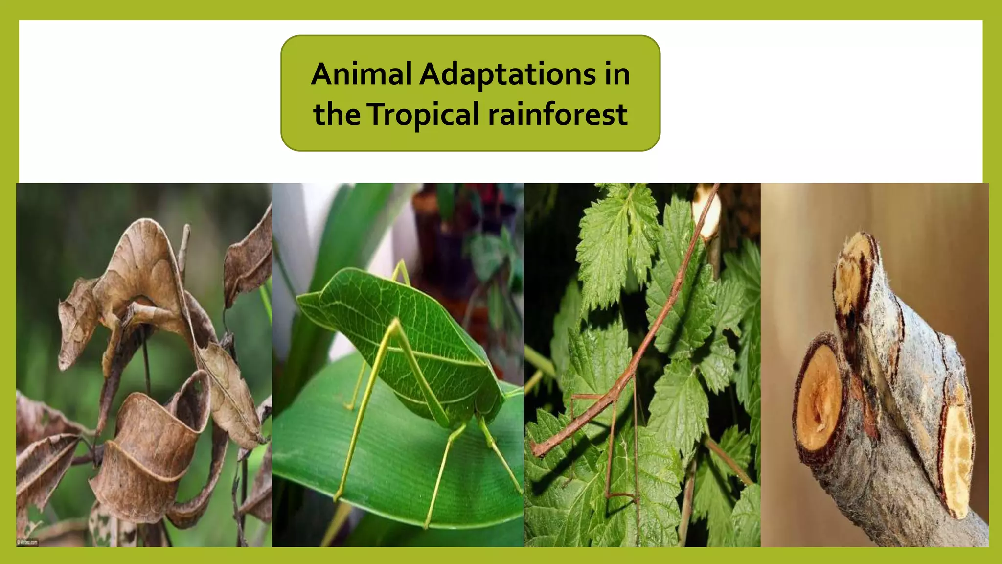 Adaptations FINAL G3 | PPTX