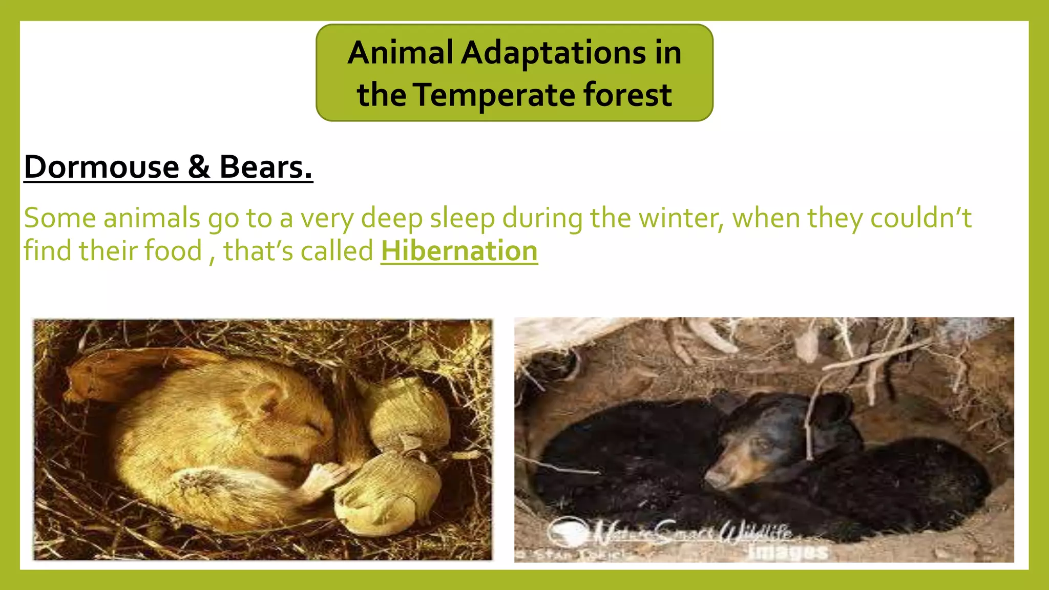 Adaptations FINAL G3 | PPTX