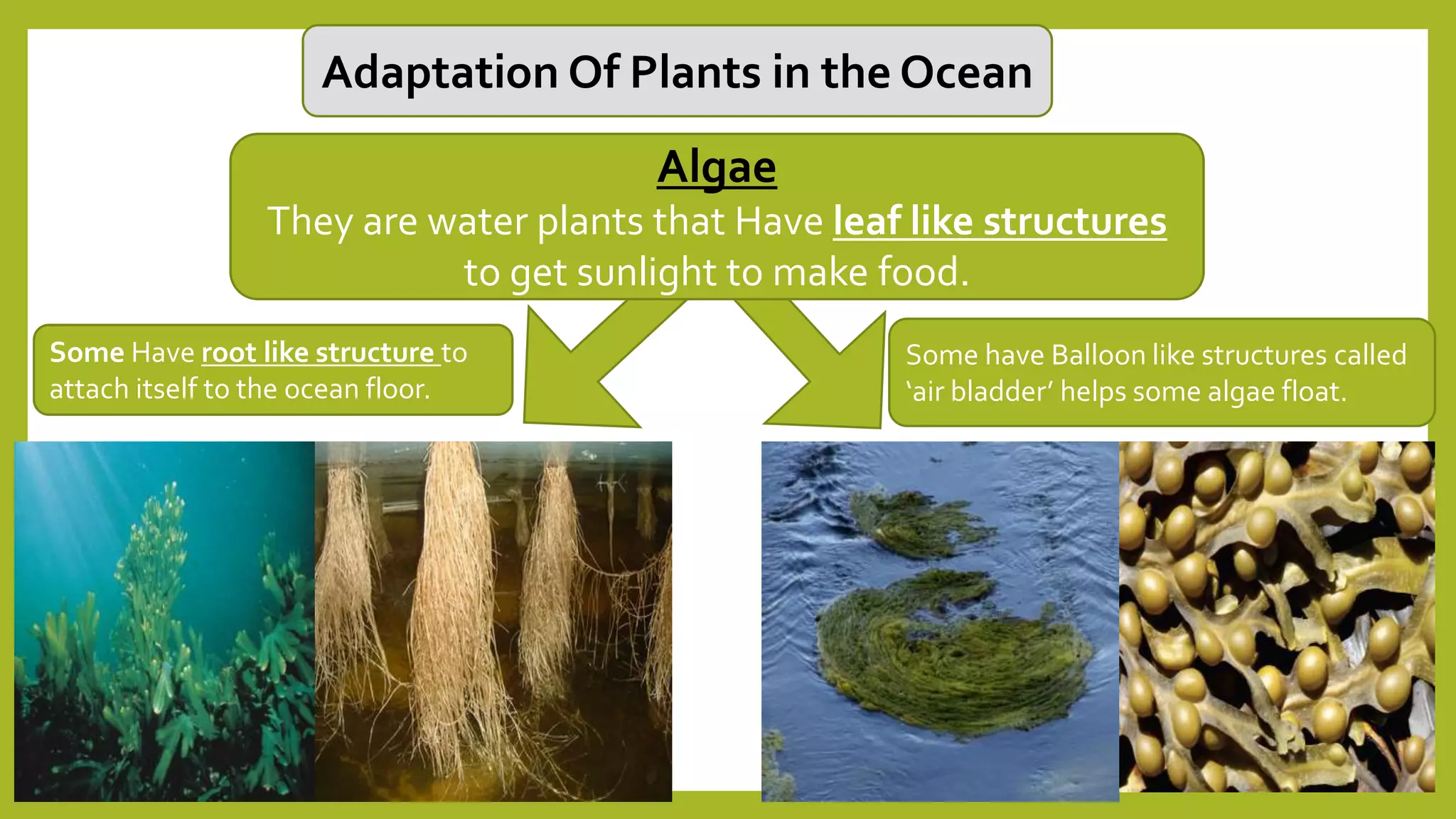 Adaptations FINAL G3 | PPTX